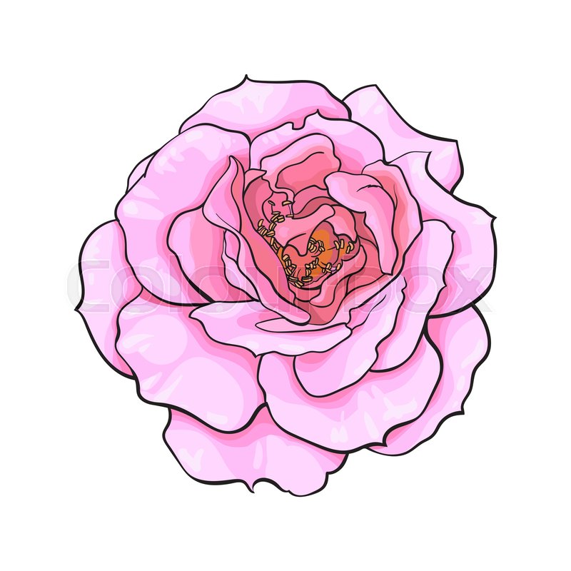 Open Rose Sketch