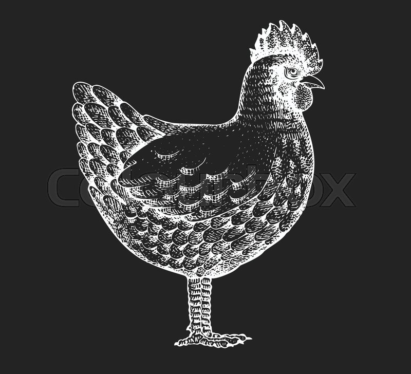 Vintage Chicken Vector