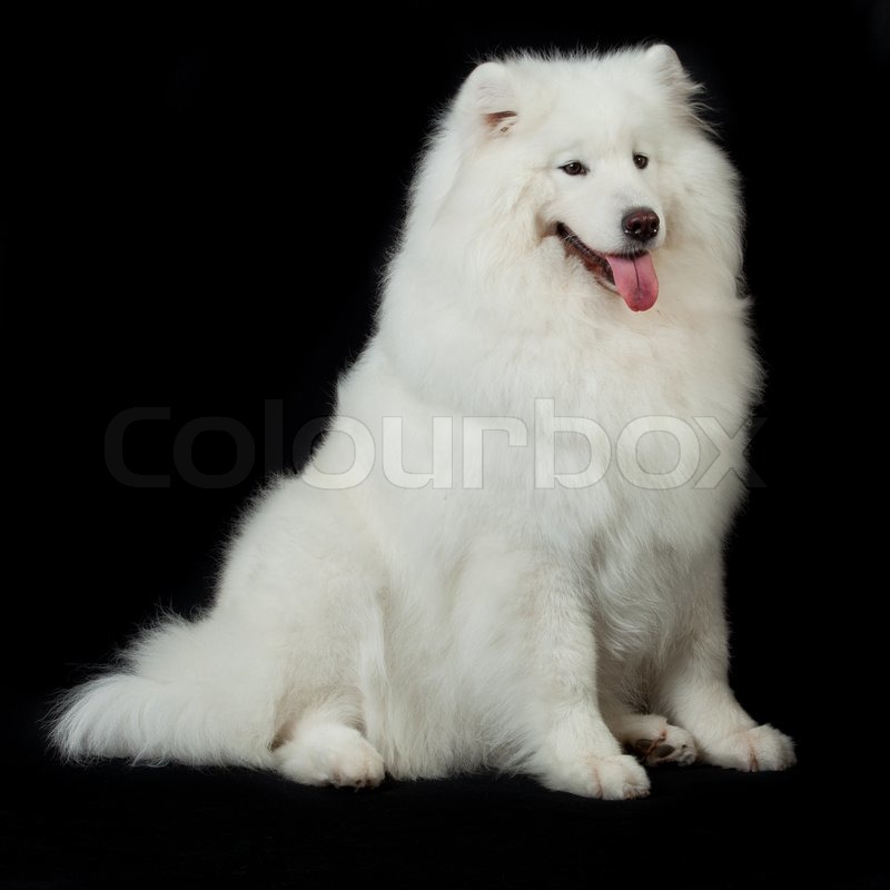 Black Samoyed