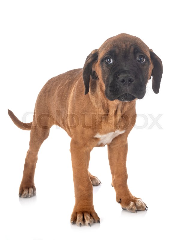 Cane Corso Puppies Brown