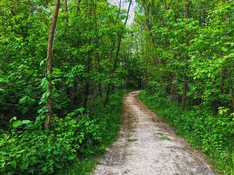 Countryside woods as rural landscape, ... | Stock image | Colourbox
