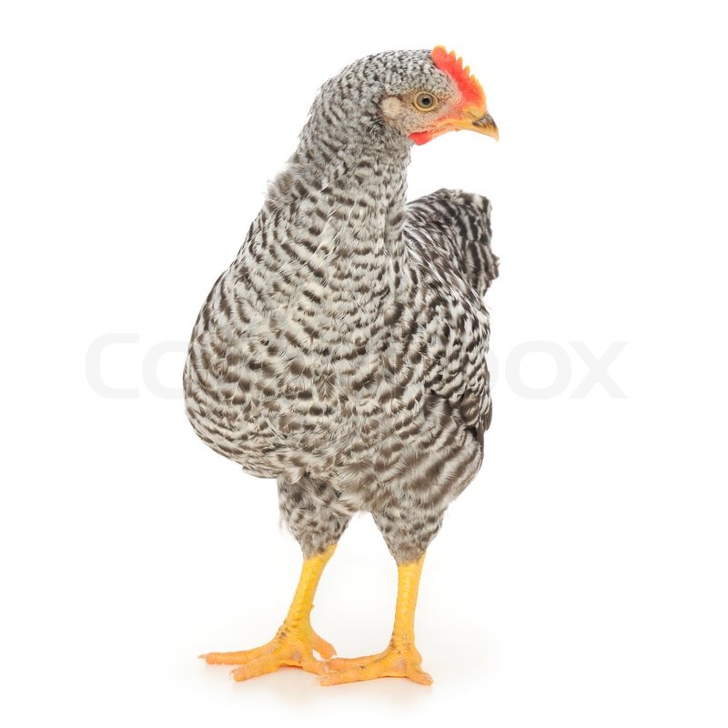 Grey hen | Stock image | Colourbox