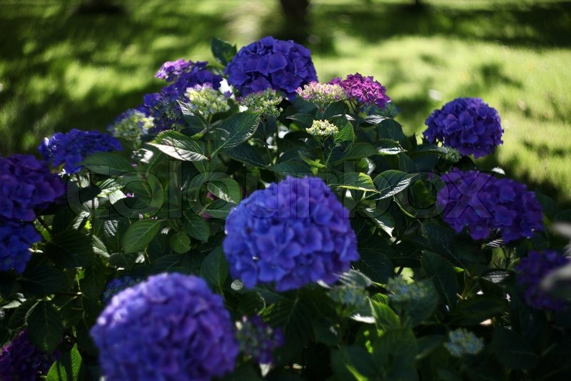 Blue hortensia blooming | Stock image | Colourbox