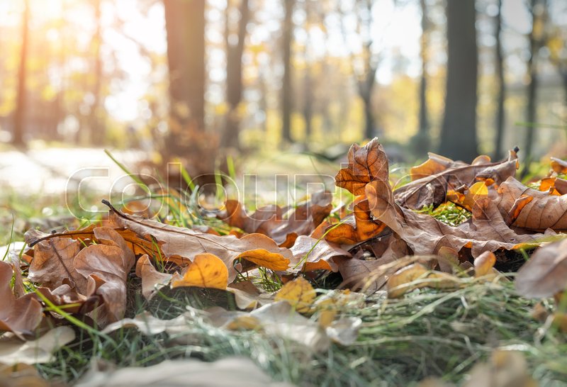 November Leaves Background