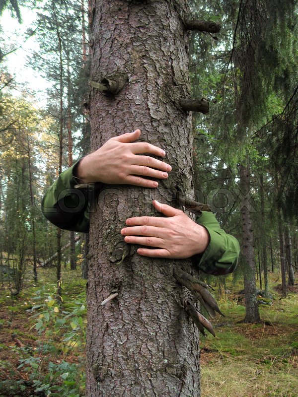 Hands wrapped around a spruce tree ... | Stock image | Colourbox
