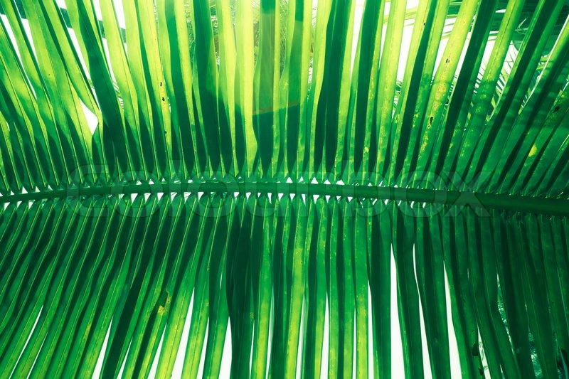 Exotic green palm tree leaf in tropical ... | Stock image | Colourbox
