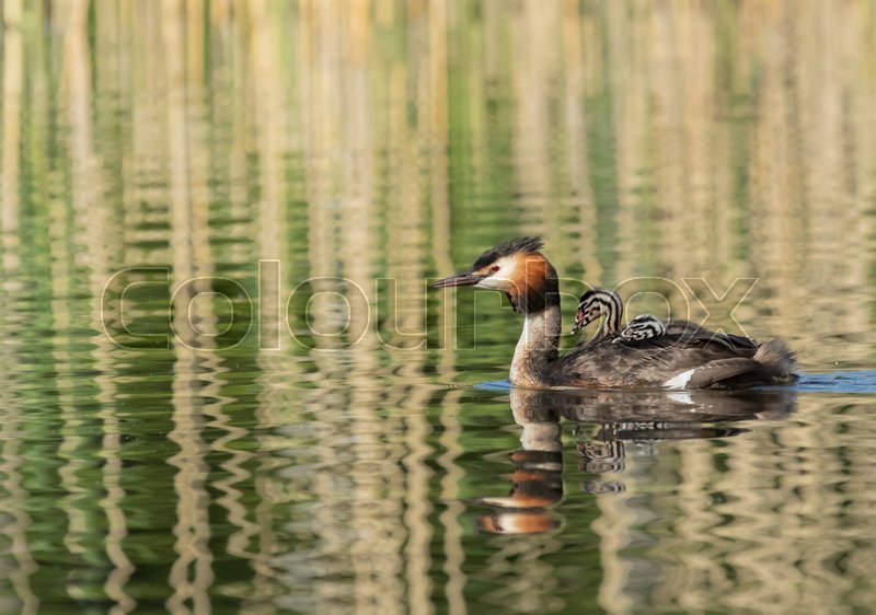 Great Crested Grebe carrying babies on ... | Stock image | Colourbox