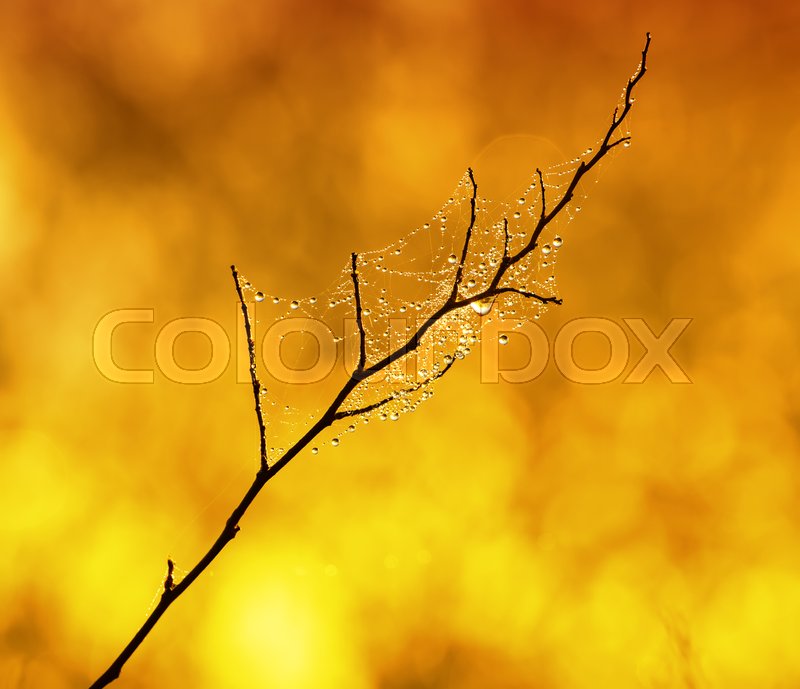 Abstract background of tree twig with ... | Stock image | Colourbox