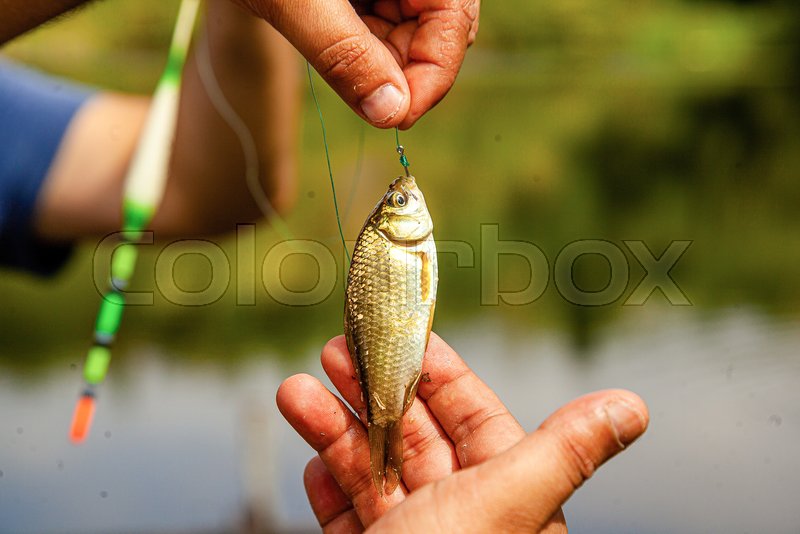 Fish hunting in a traditional way in ... | Stock image | Colourbox