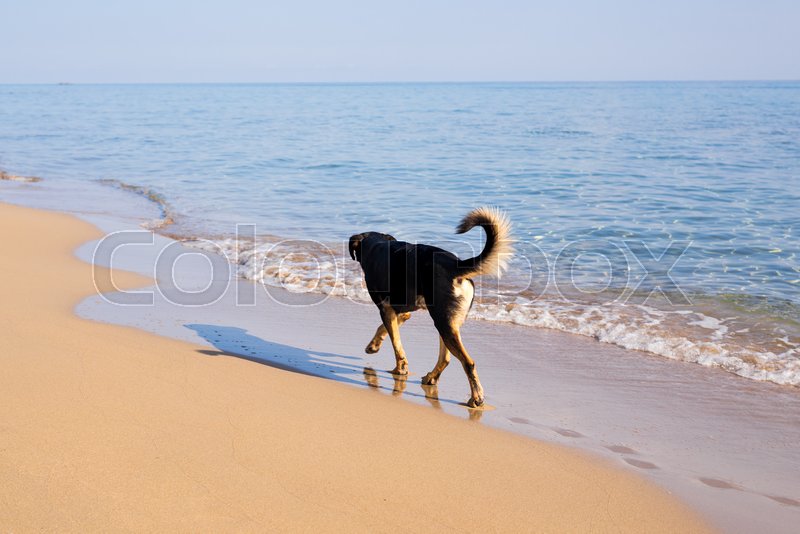 Dog walking on the beach. Beautiful dog ... | Stock image | Colourbox