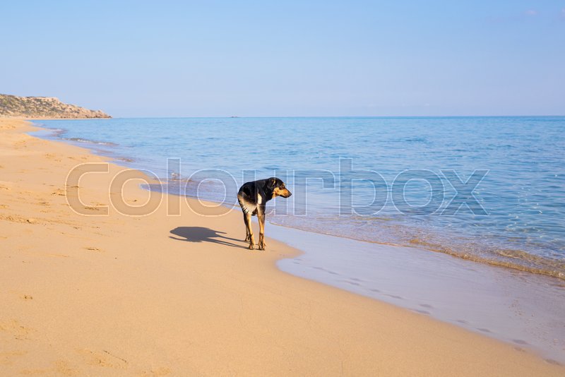 Dog walking on the beach. Beautiful dog ... | Stock image | Colourbox