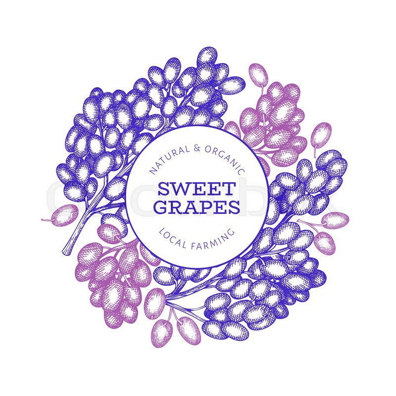 Grape design template. Hand drawn ... | Stock vector | Colourbox