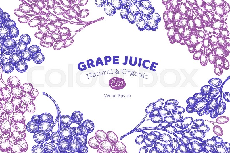 Grape design template. Hand drawn ... | Stock vector | Colourbox