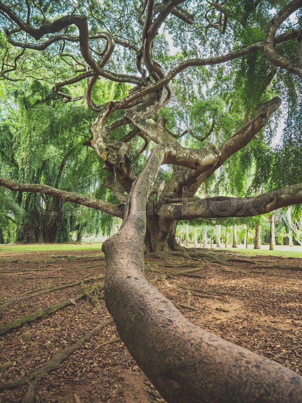 Toned image of big wide tree with long ... | Stock image | Colourbox