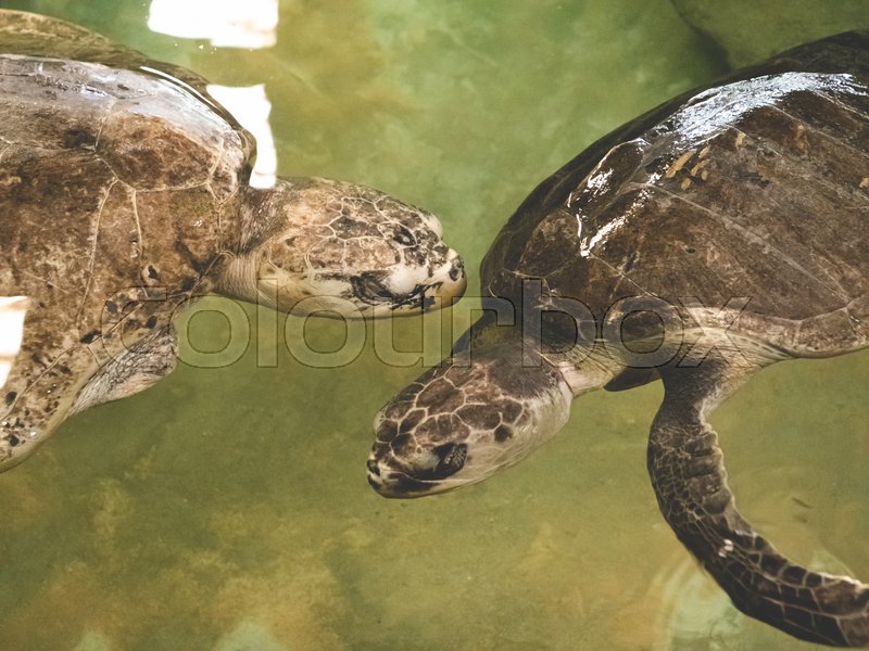 Closeup photo of two green turtle heads ... | Stock image | Colourbox