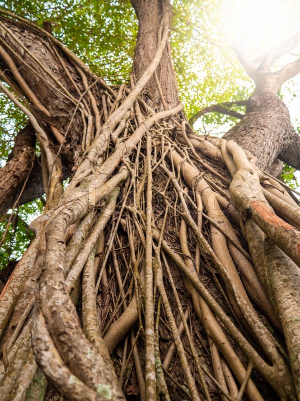 Ficus Tree Roots