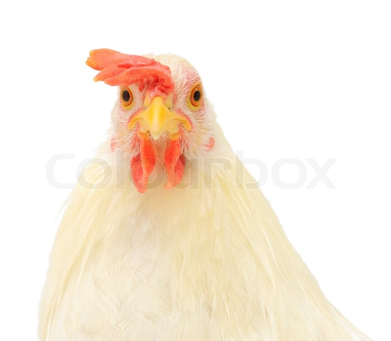 Hen head | Stock image | Colourbox