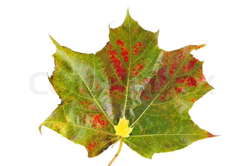 Very large and very small maple leaves | Stock image | Colourbox