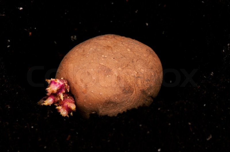 Potatoes sprouts | Stock image | Colourbox