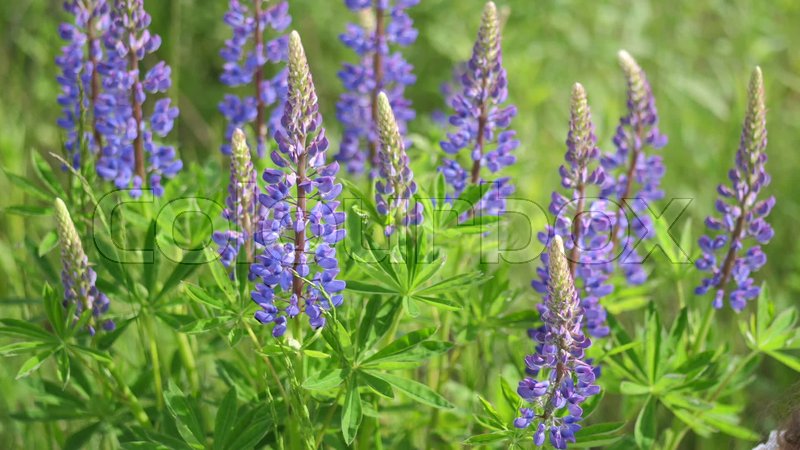 A field of wild purple lupine in bloom ... | Stock video | Colourbox