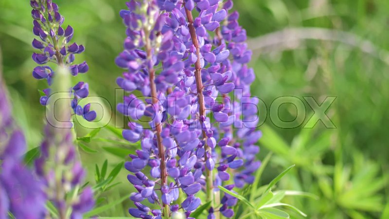 A field of wild purple lupine in bloom ... | Stock video | Colourbox