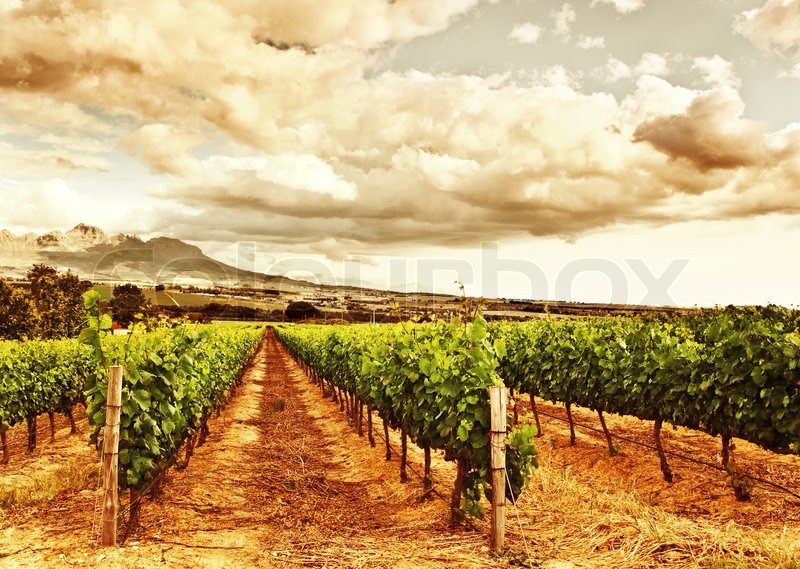 Beautiful vineyard | Stock image | Colourbox