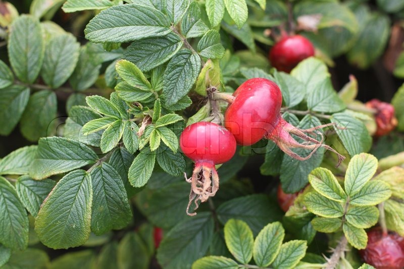 Hybenbusk med 3 røde hyben | Stock foto | Colourbox