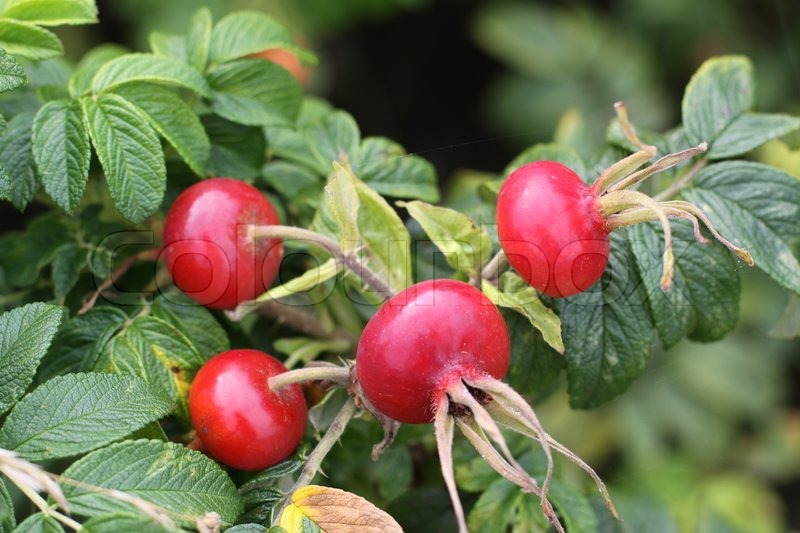 Hybenbusk med 4 røde hyben | Stock foto | Colourbox
