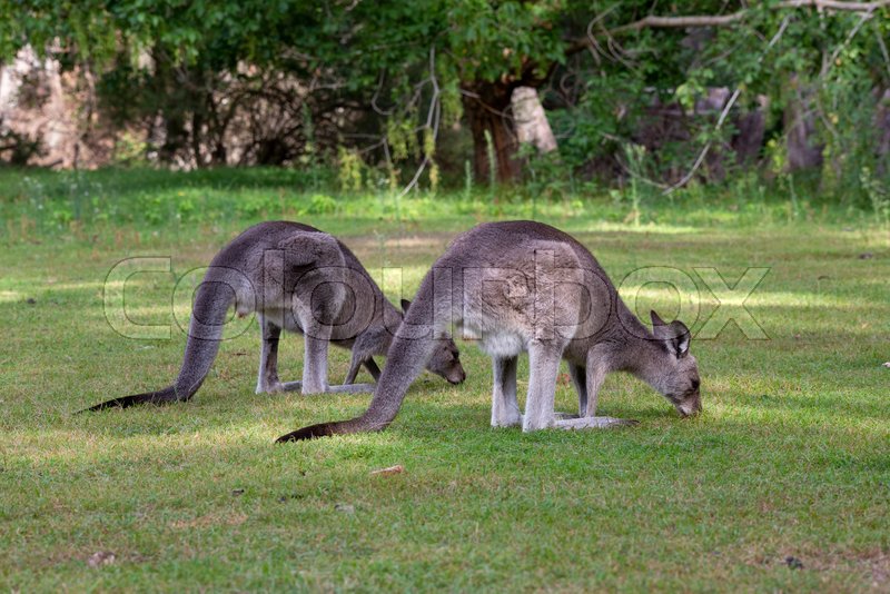 Two kangaroos eating green grass in the ... | Stock image | Colourbox