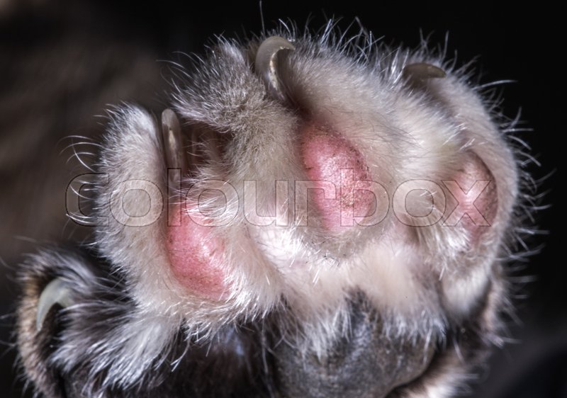 Sharp Claws Animals