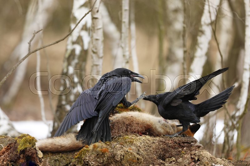 Common ravens (Corvus corax) fight ... | Stock image | Colourbox