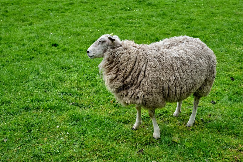 Sheep grazing on green grass meadow | Stock image | Colourbox