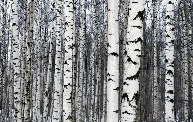 Birke Wald Foto Textur | Stock Bild | Colourbox