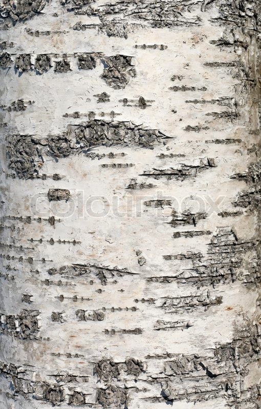 Birch bark closeup photo texture | Stock image | Colourbox
