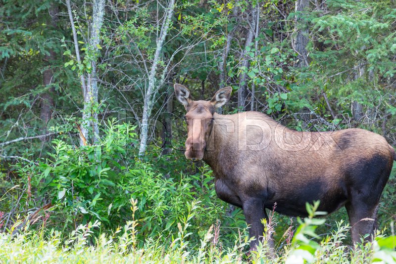 Moose in autumn forest. Wildlife nature ... | Stock image | Colourbox