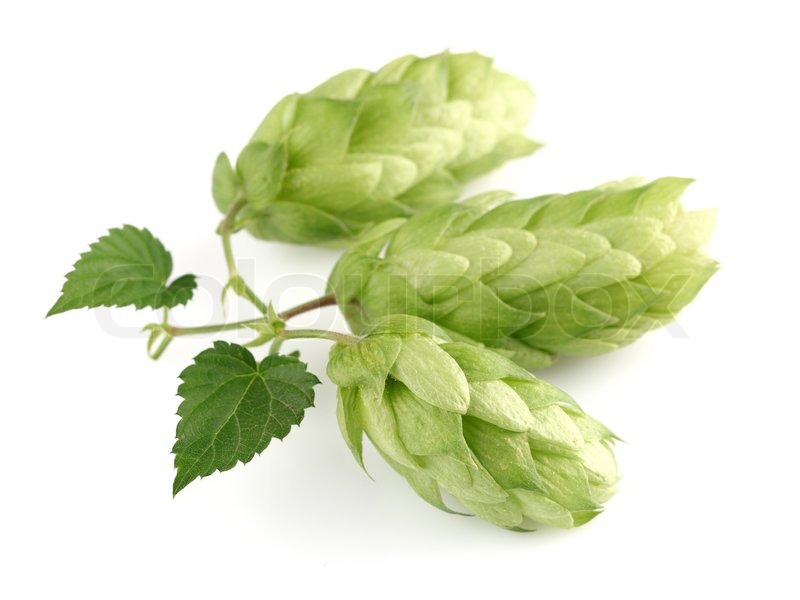 Hop plant | Stock image | Colourbox