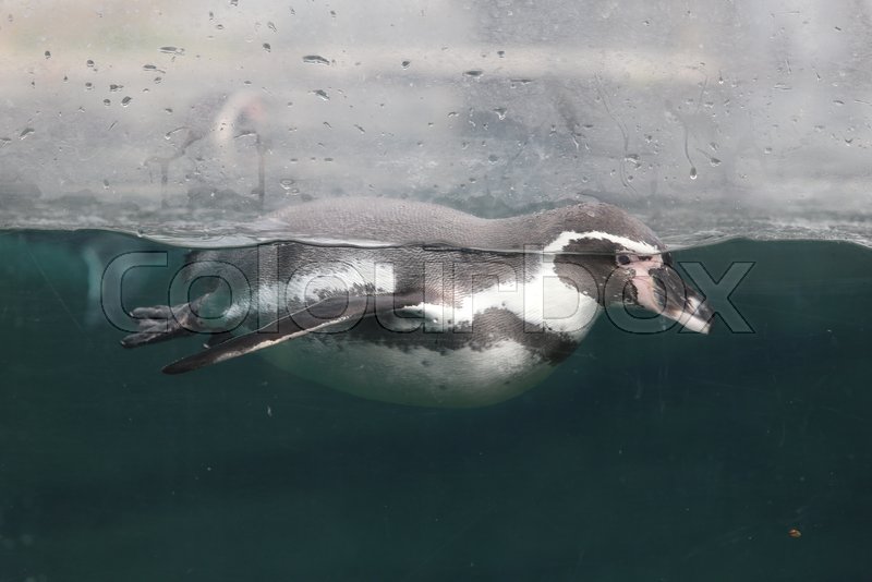 Penguin is swimming in the water behind ... | Stock image | Colourbox