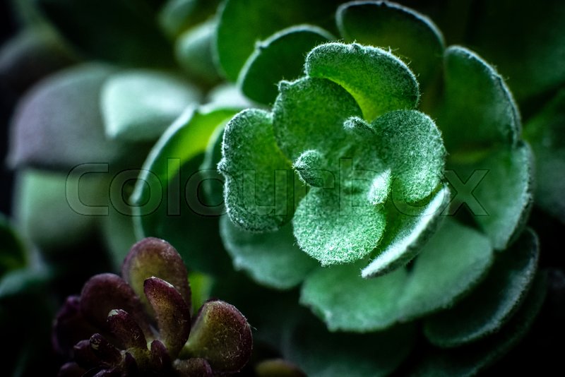 Beatiful little round succulent plant, ... | Stock image | Colourbox