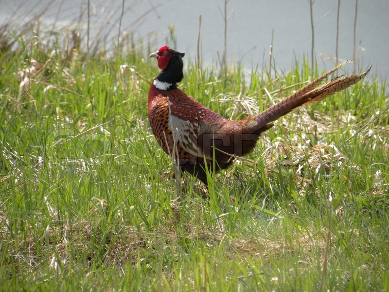 Close up of a pheasant in grass at ... | Stock image | Colourbox