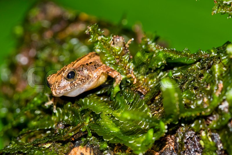 Tropical Frog, Tropical Rainforest, ... | Stock image | Colourbox
