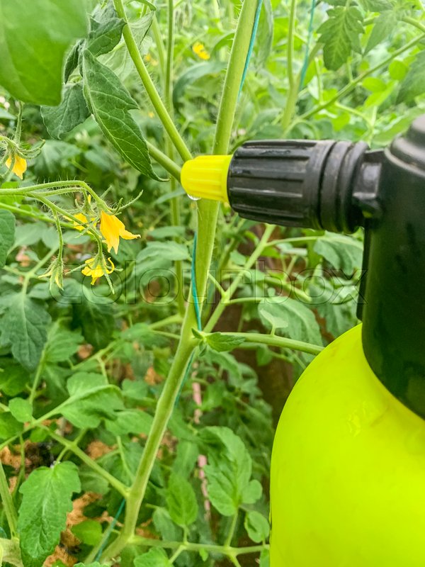 Treatment of pesticides of tomato ... | Stock image | Colourbox