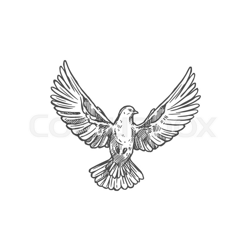 Birds Flying Up Drawing