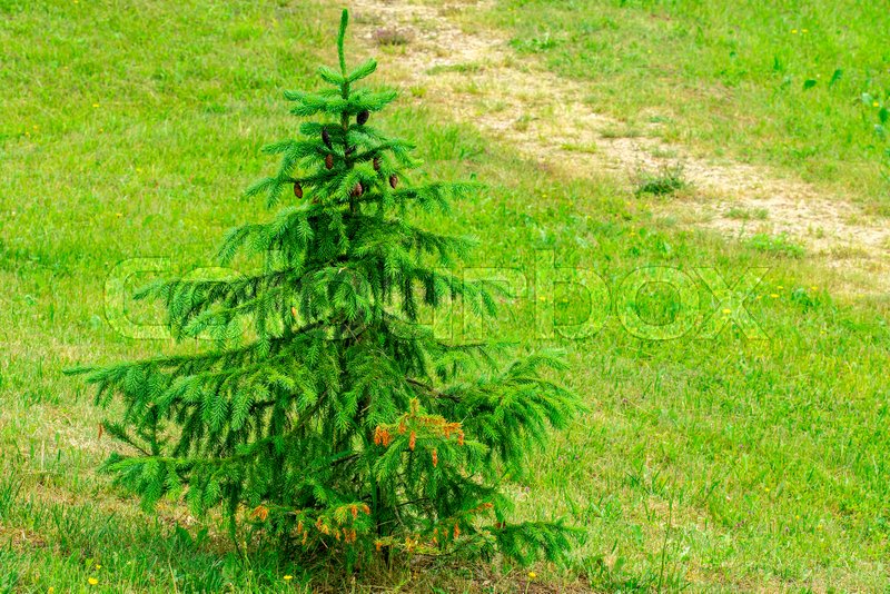 Small alone fir tree standing in the ... | Stock image | Colourbox