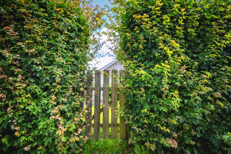 Garden gate between large green bushes ... | Stock image | Colourbox