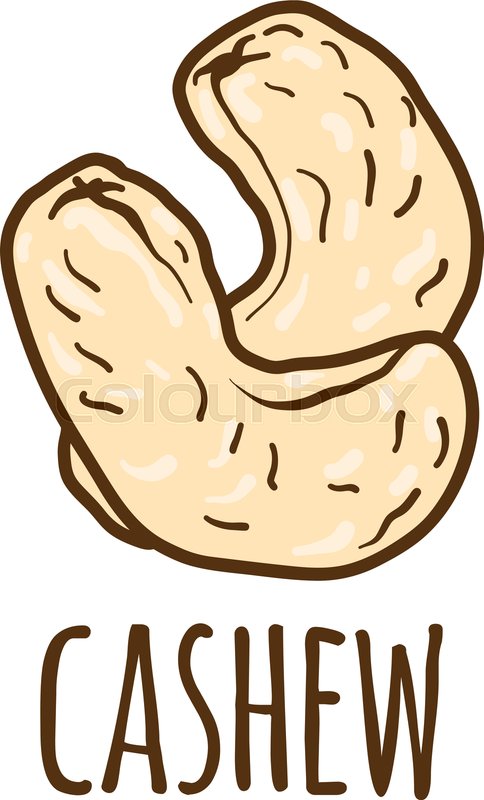Cashew Nut Vector