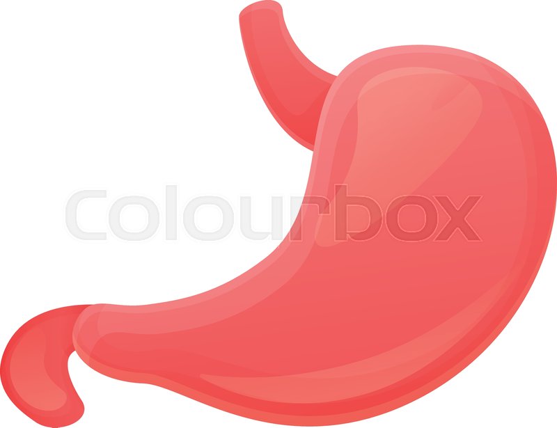 Stomach icon. Cartoon of stomach ... | Stock vector | Colourbox