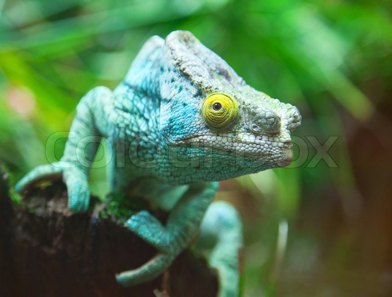 Green chameleon | Stock image | Colourbox