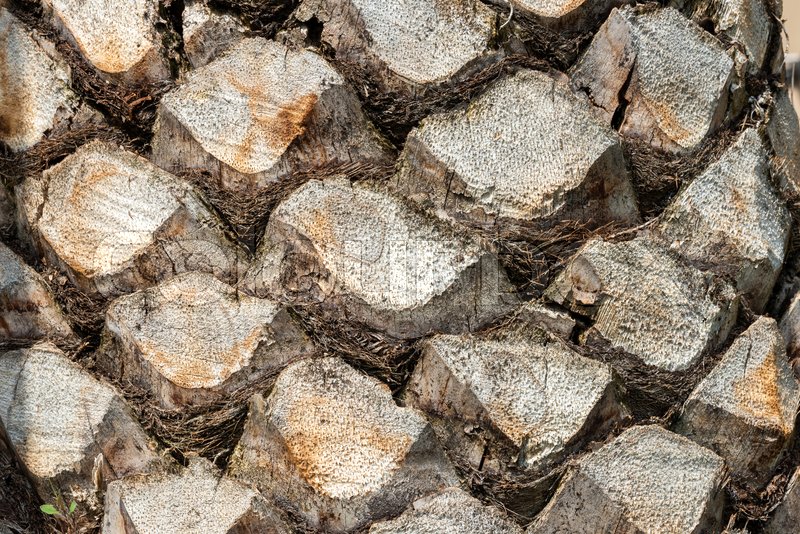 Upper trunk detail of palm tree ... | Stock image | Colourbox