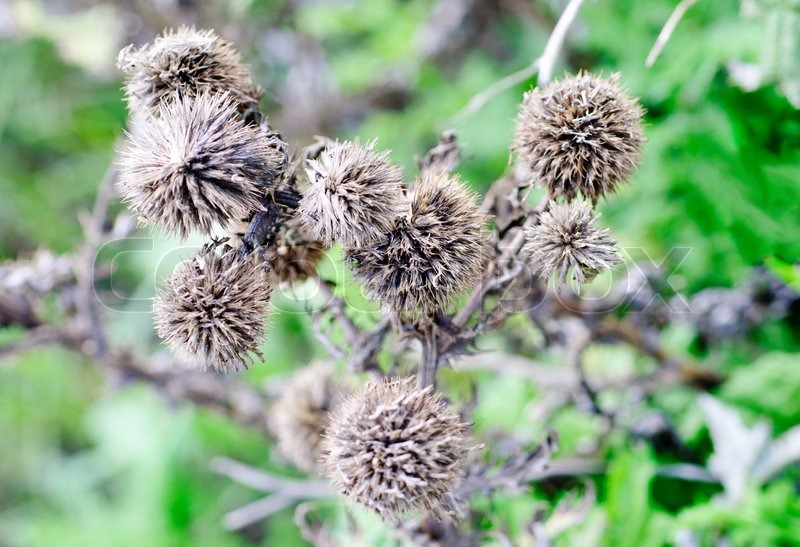 A dried up Thistle on thegreen ... | Stock Photo | Colourbox