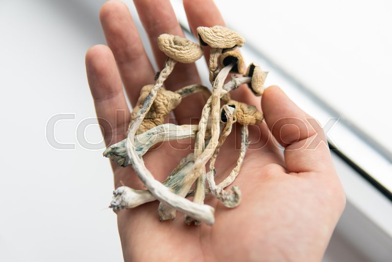 Dried Psilocybe Cubensis